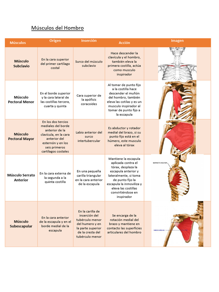 Cuadro Musculos Del Miembro Superior | PDF | Mano | Codo