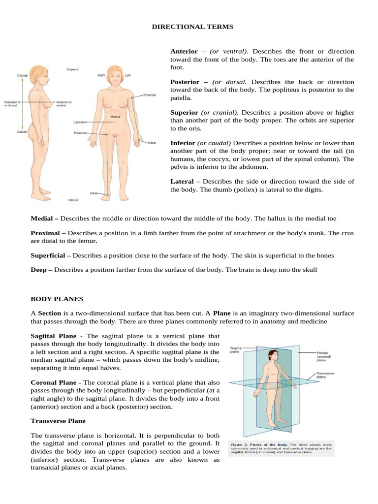 Directional Terms Pathfit 1 | PDF | Anatomical Terms Of Location ...
