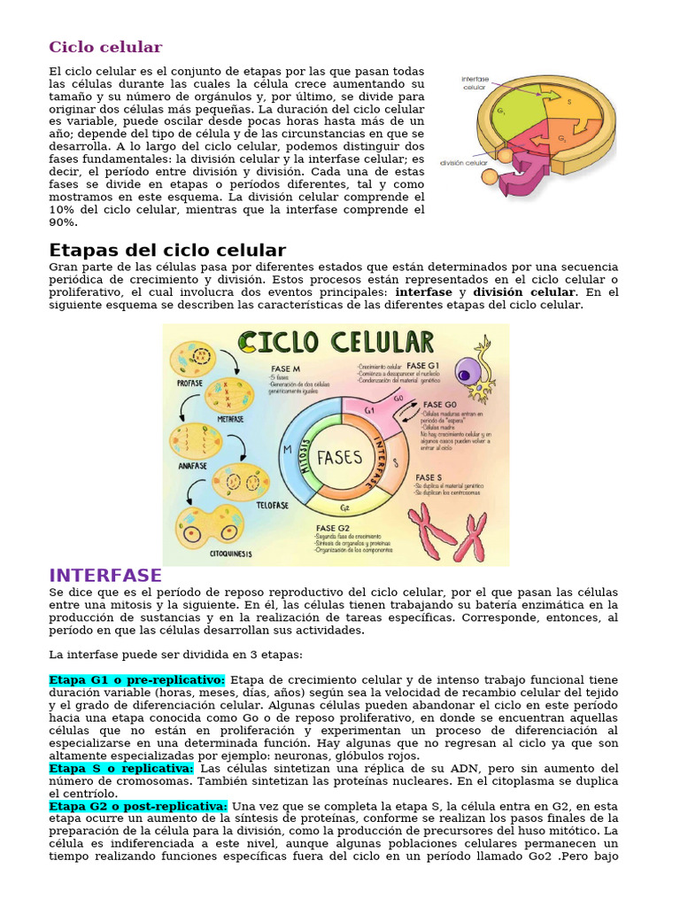 Etapas del Ciclo Celular y su Función | PDF | Biología Celular) | Ciclo ...