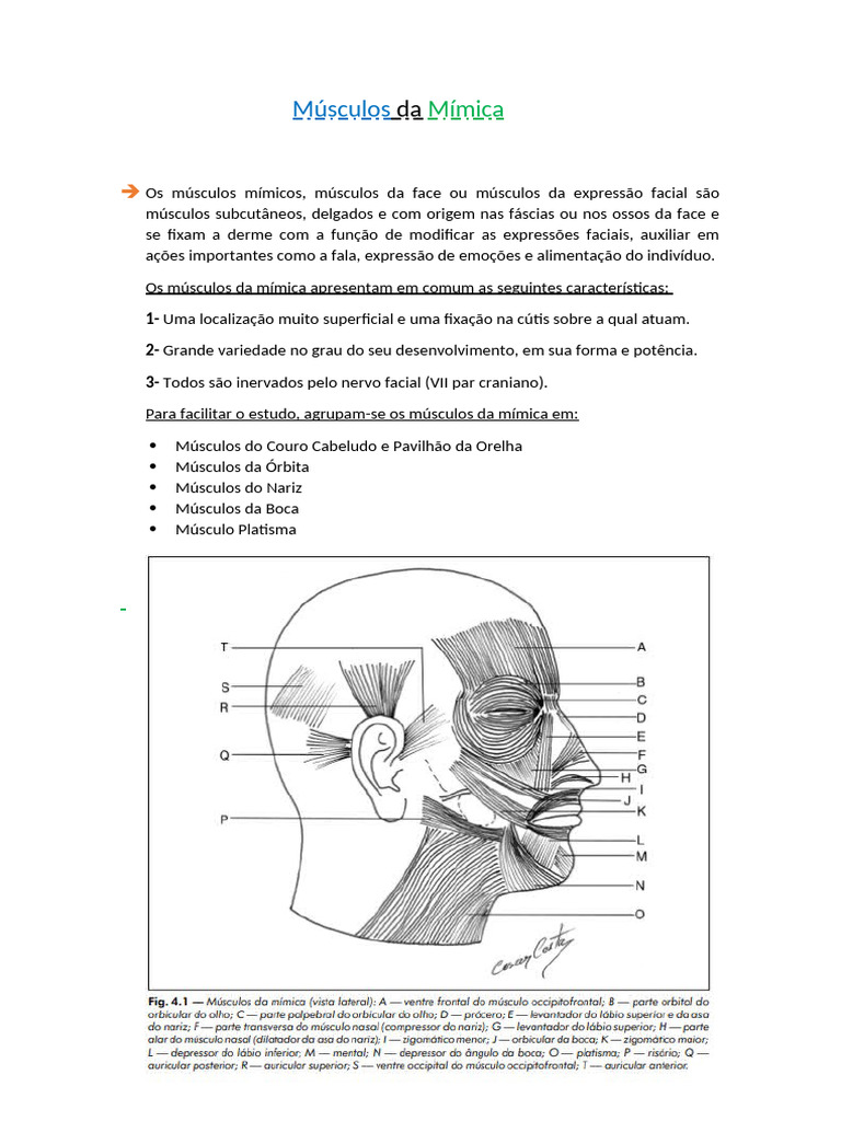 Músculos da Mímica Facial e Suas Funções | PDF | Rosto | Boca