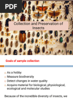 Insect Head Types: Hypognathous, Prognathous, Opisthognathous | PDF