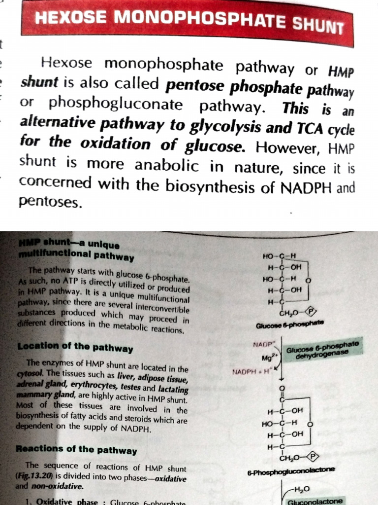 HMP Shunt (Carb Metabolism) | PDF | Nicotinamide Adenine Dinucleotide ...