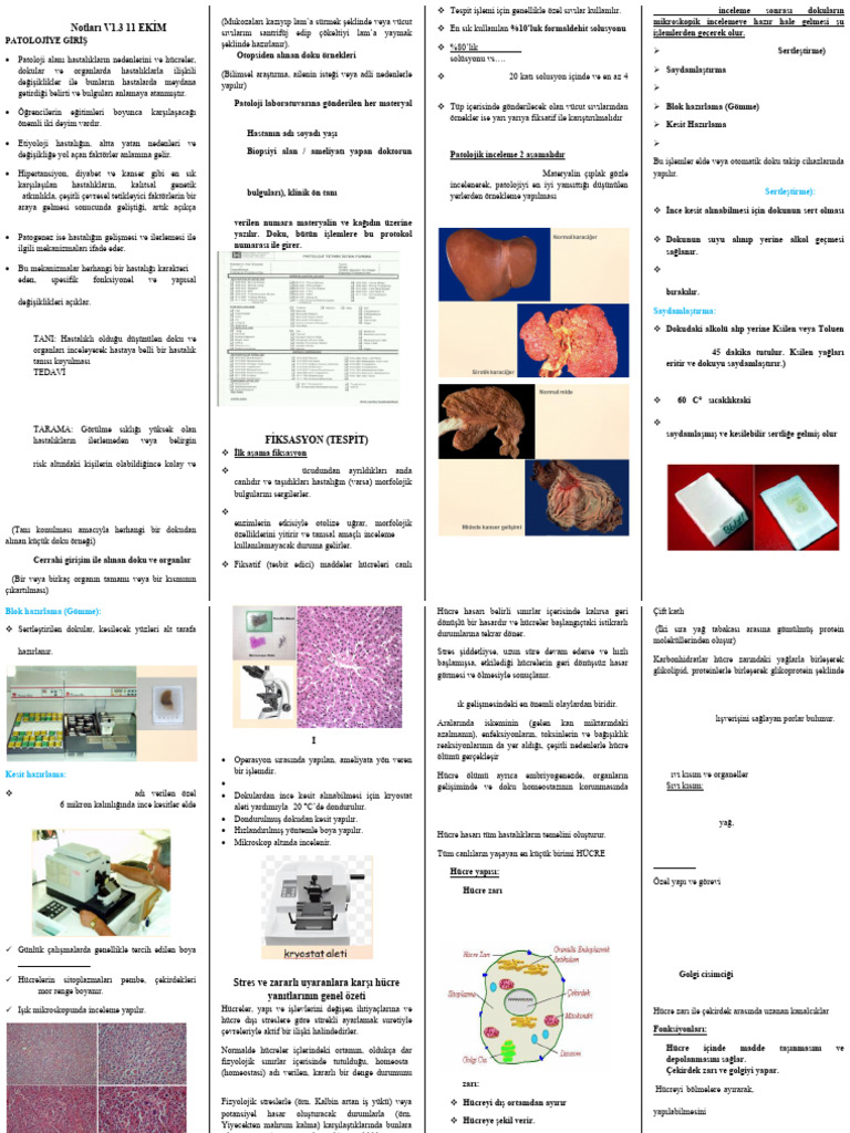 All Pathology Courses 04.11 Türlei | PDF