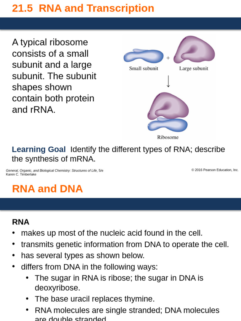 RNA Types and Transcription Process | PDF | Messenger Rna | Rna