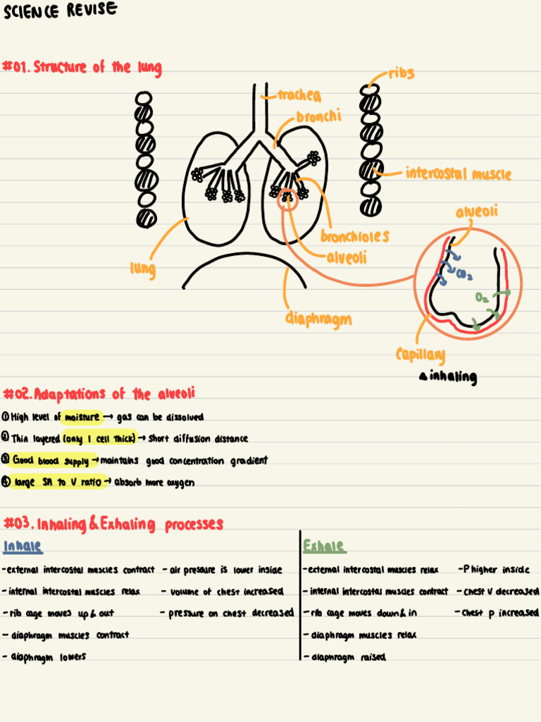 Alveoli Structure and Breathing Process | PDF | Respiratory System ...