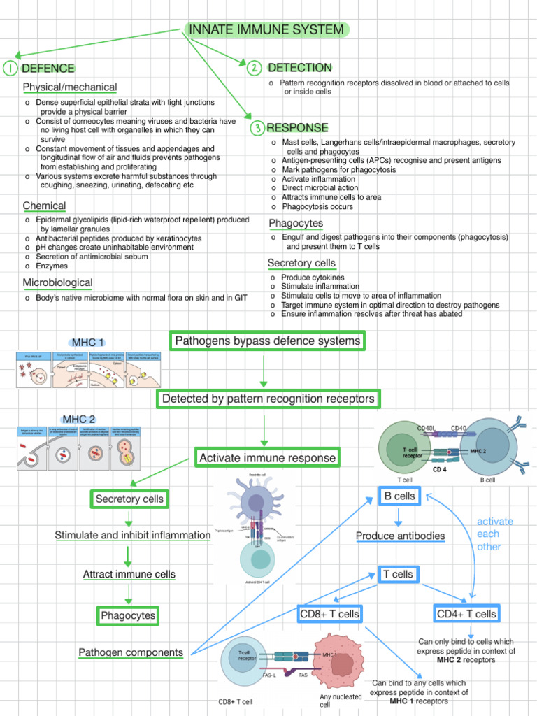 Immune System Overview Flow Chart | PDF | Immune System | Adaptive ...