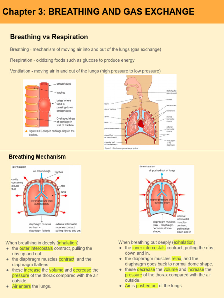 Chapter 3 - Breathing & Gas Exchange | PDF | Lung | Respiratory Tract