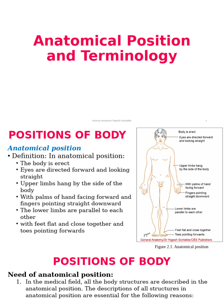 Chapter 2 Anatomical Terms and Terminology-1 | PDF | Anatomical Terms ...