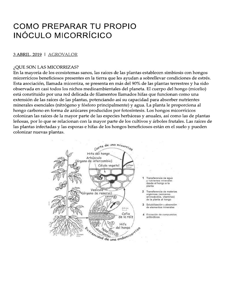 Como Preparar Microrizar Inoculo | PDF