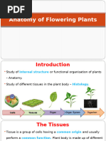Anatomy of Flowering Plant Tissues | PDF | Anatomy | Plants