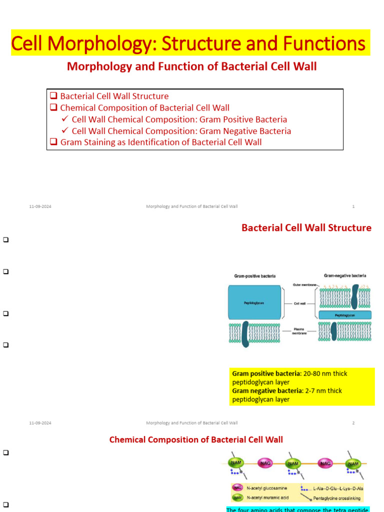 Lecture 3 Cell Morphology - Bacterial Cell Wall (We - 250922 - 143330 | PDF | Lipopolysaccharide ...