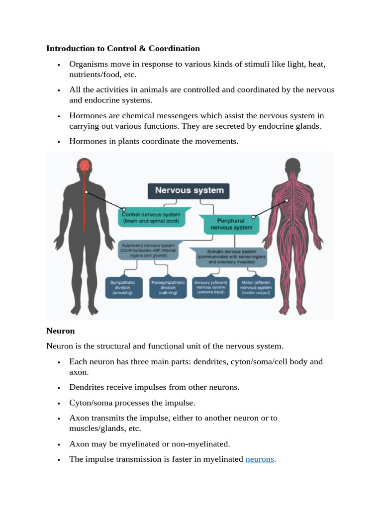 Notes Nervous System 8 | PDF | Nervous System | Endocrine System
