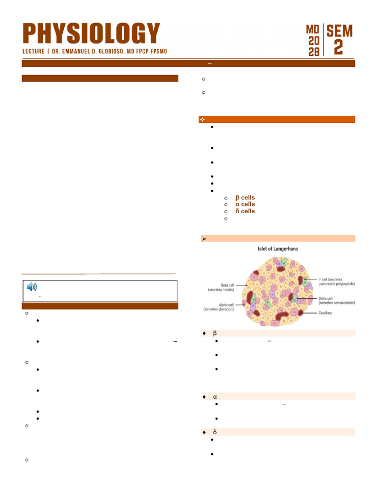 Endocrine Physiology: Pancreas Insights | PDF | Insulin | Pancreas