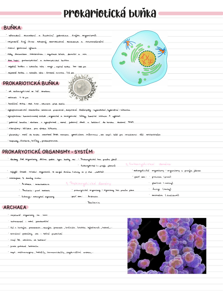 Prokariotická Buňka | PDF