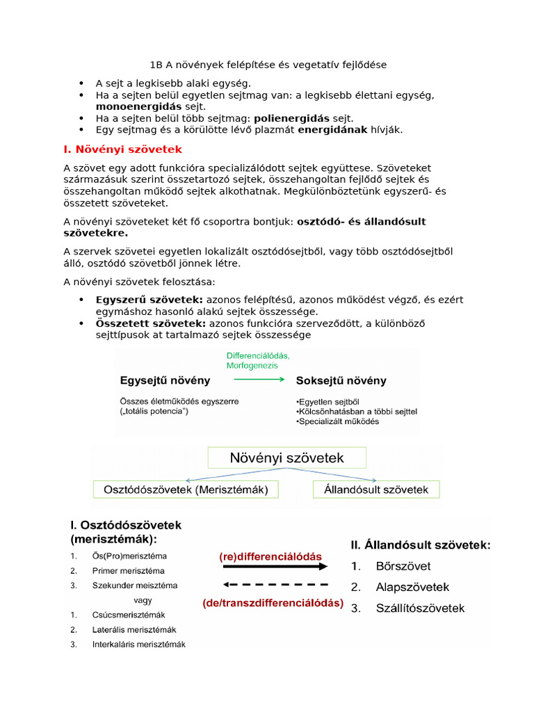 1B A Növények Felépítése És Vegetatív Fejlődése | PDF