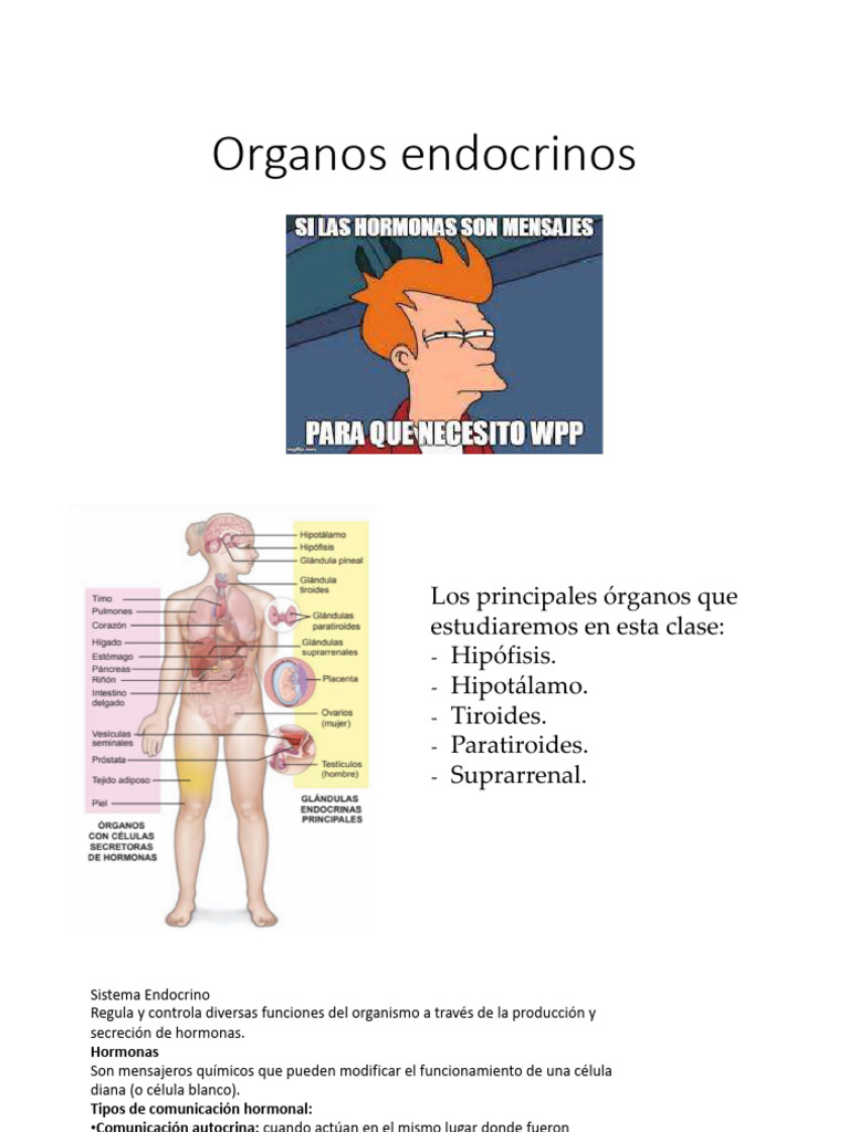 Funciones de los Órganos Endocrinos | PDF | Glándula pituitaria | Tiroides