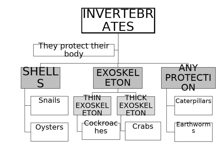 Invertebrate Body Protection Methods | PDF