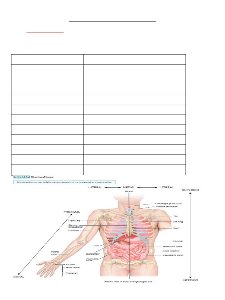 Basic Anatomical Terminology Guide | PDF