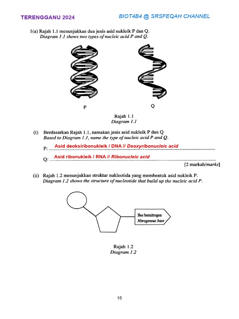 TRIAL BIO 2024 T4B4 Jawapan | PDF | Dna | Rna