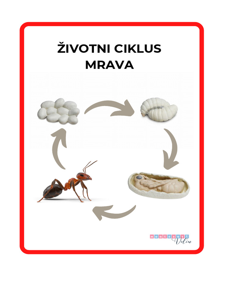 Zivotni Cilkus Mrava | PDF
