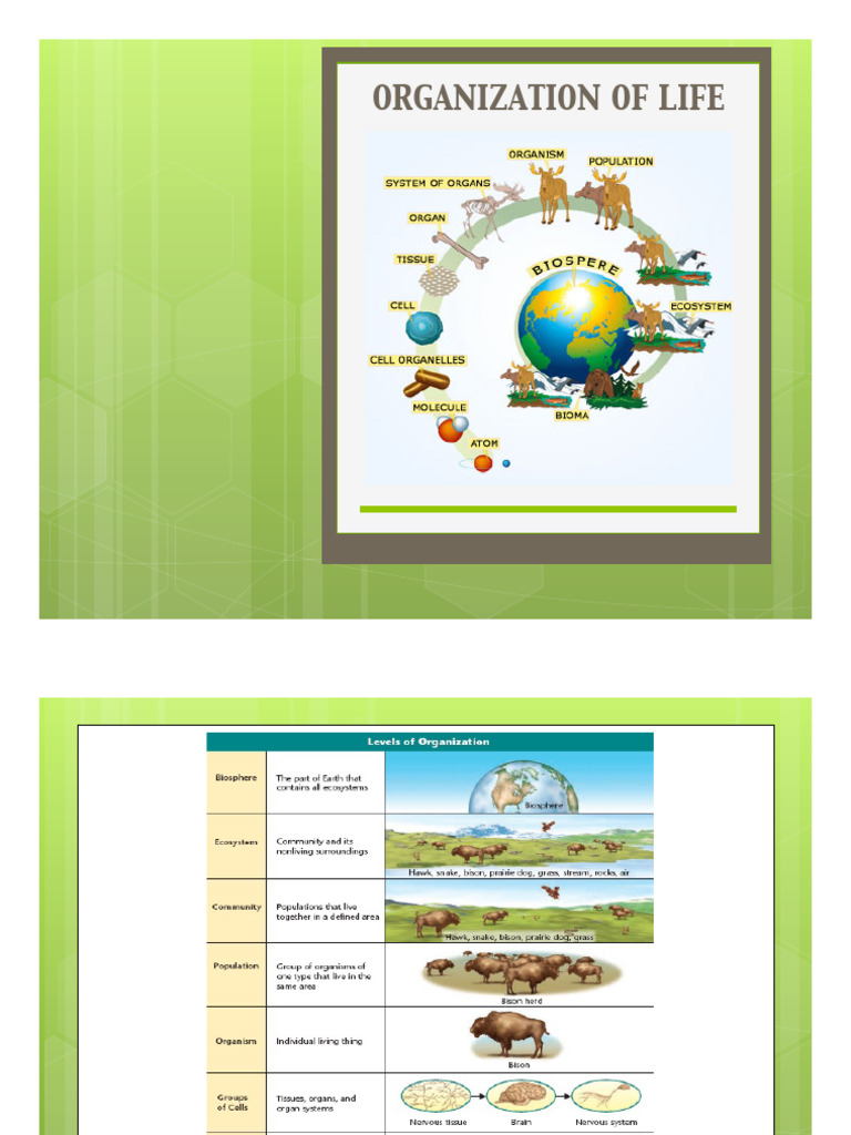 1.5 Organization of Life | PDF | Cell (Biology) | Macromolecules