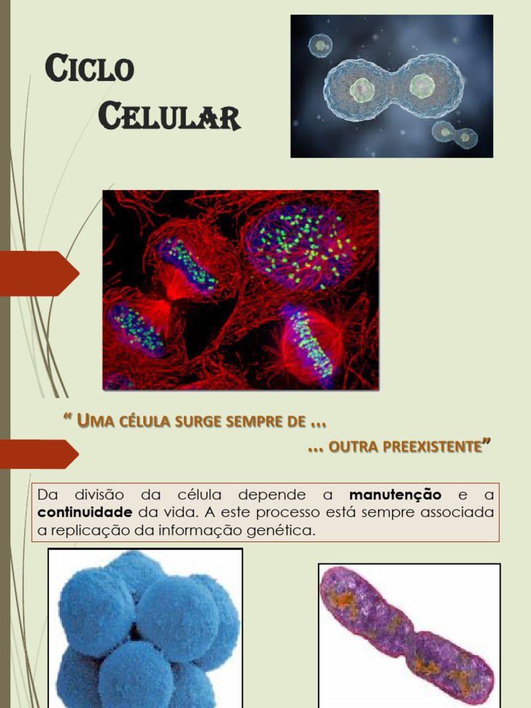 Divisão Celular: Ciclo e Estruturas | PDF | Mitose | Cromossomo