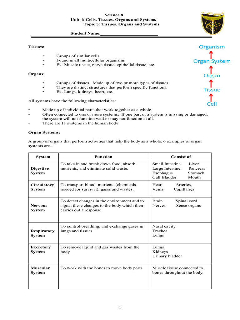 Cells Worksheet 5 Tissues Organs and Organ Systems 2016-2017 | PDF ...