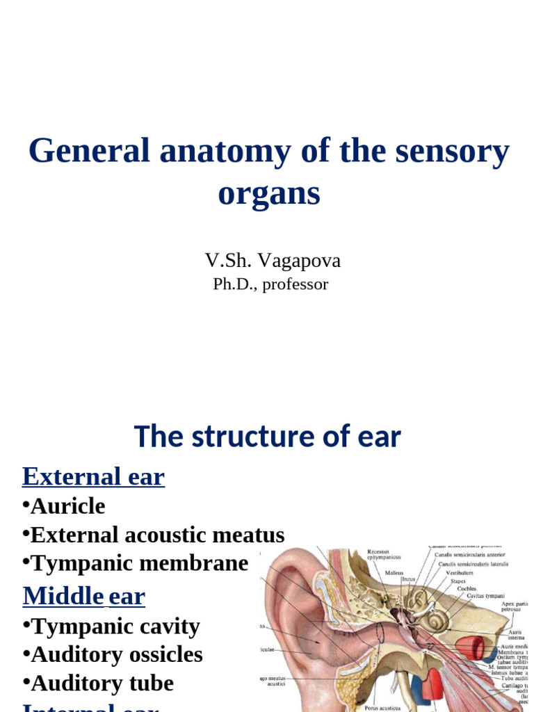 Lecture34Functional Anatomy of The Organs of Hearing and Equilibrium | PDF