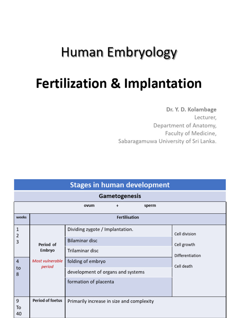 Human Embryology: Fertilization & Implantation | PDF | Fertilisation ...