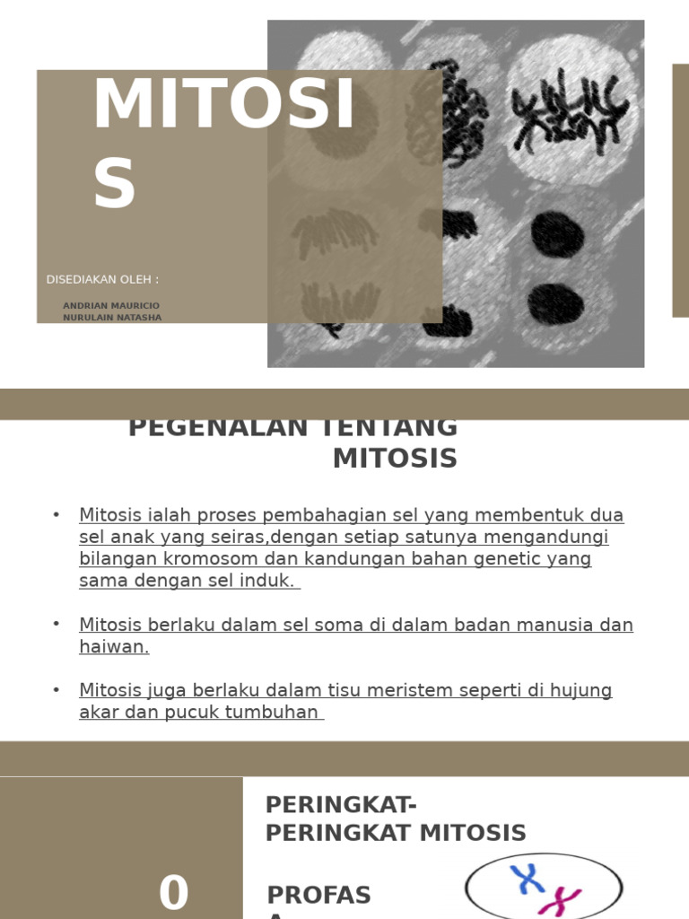 Proses Mitosis dan Sitokinesis | PDF