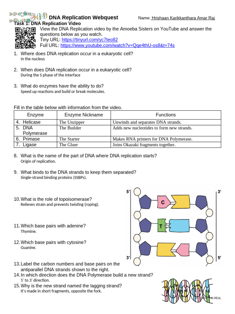 DNA Replication Webquest Finished | PDF | Dna Replication | Dna
