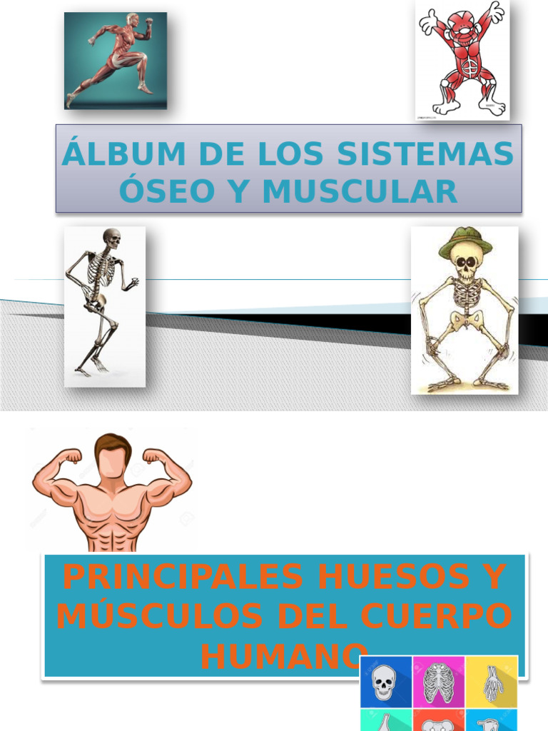 Álbum de Los Sistemas Óseo y Muscular | PDF | Hueso | Músculo