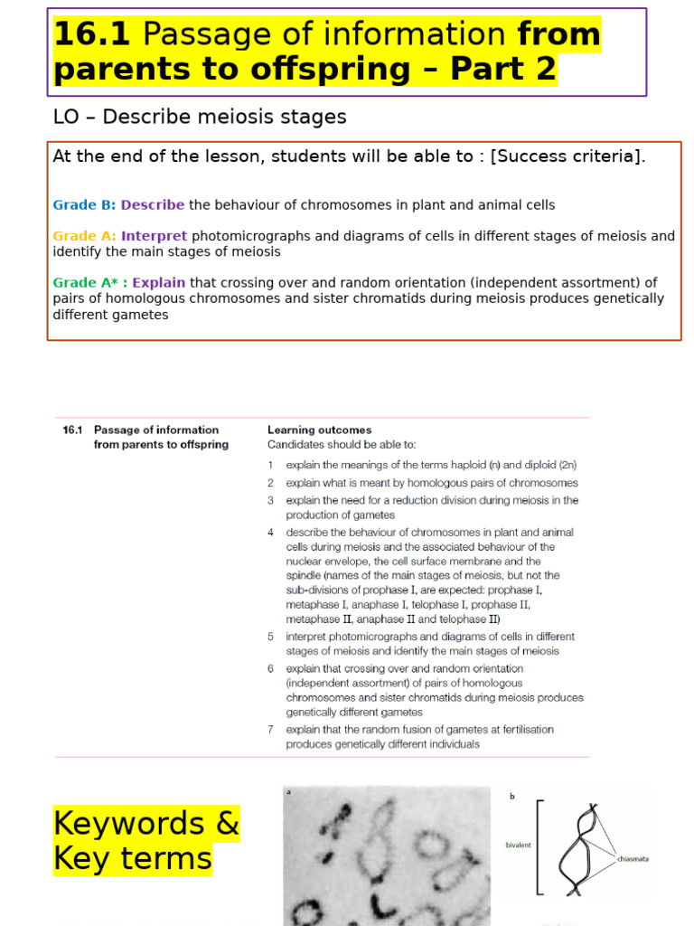 Lesson 1 - 16.1 - Part 2 | PDF | Meiosis | Cell Nucleus