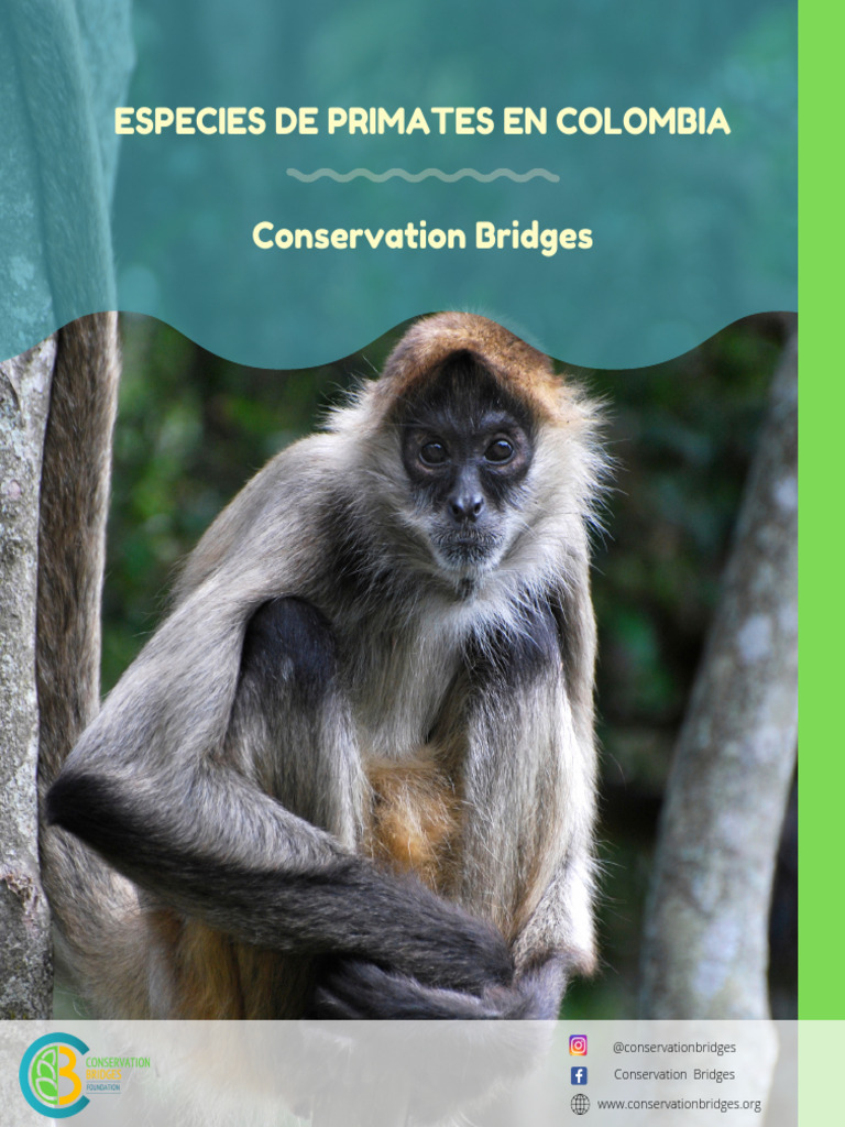 CBF 2021 - Guía de Especies de Primates Colombia 1 | PDF | Colombia | Mono