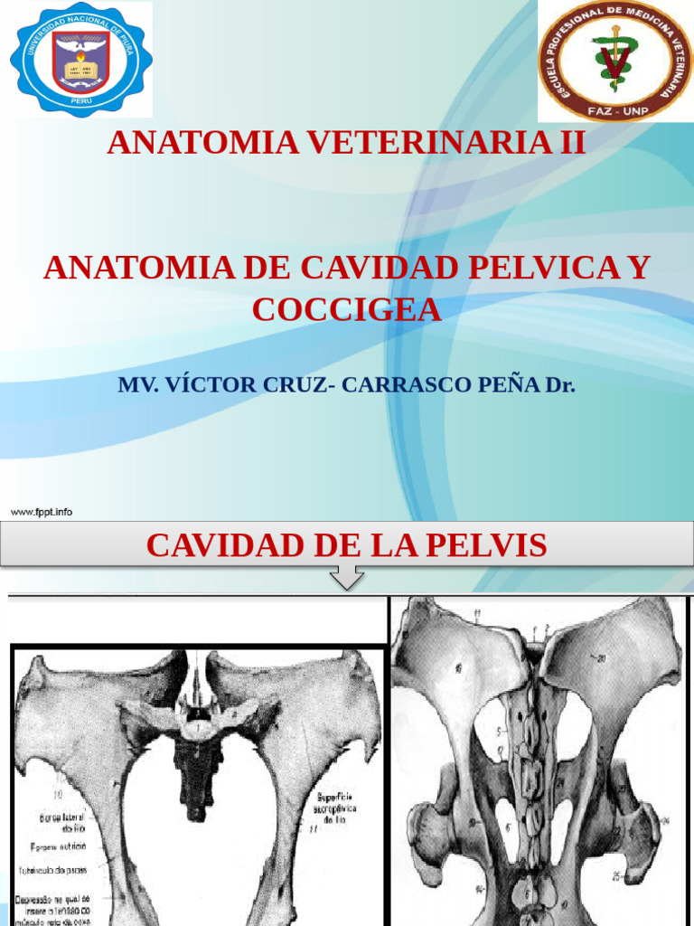 III.1. Anatomia de Cav. Pelvica y Coccigea | PDF