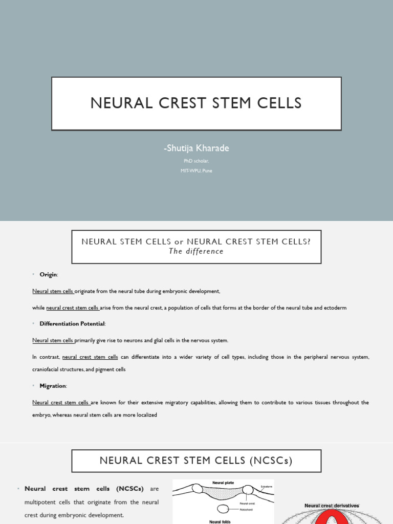 SK - Lecture 3 Neural Crest Stem Cells - 251009 - 225651 | PDF ...