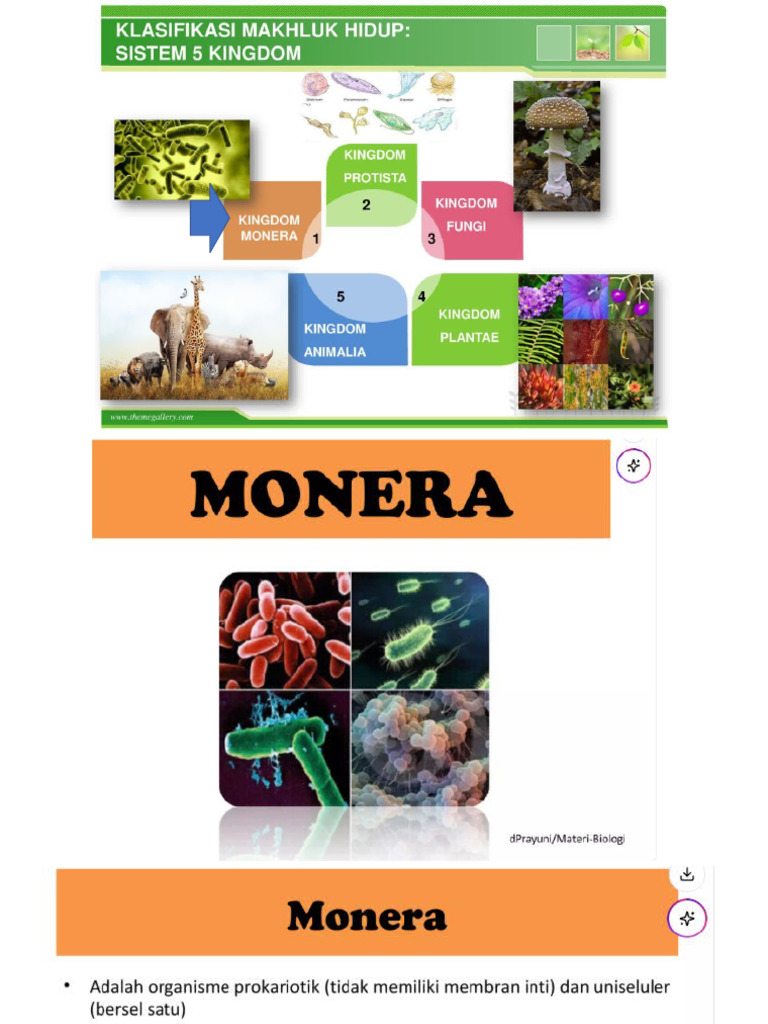 Monera | PDF