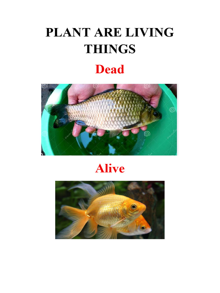 Plant Are Living Things | PDF