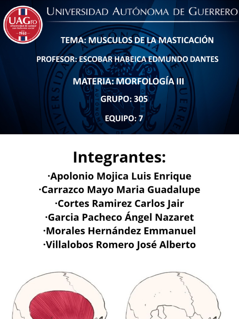 Musculos Masticadores | PDF