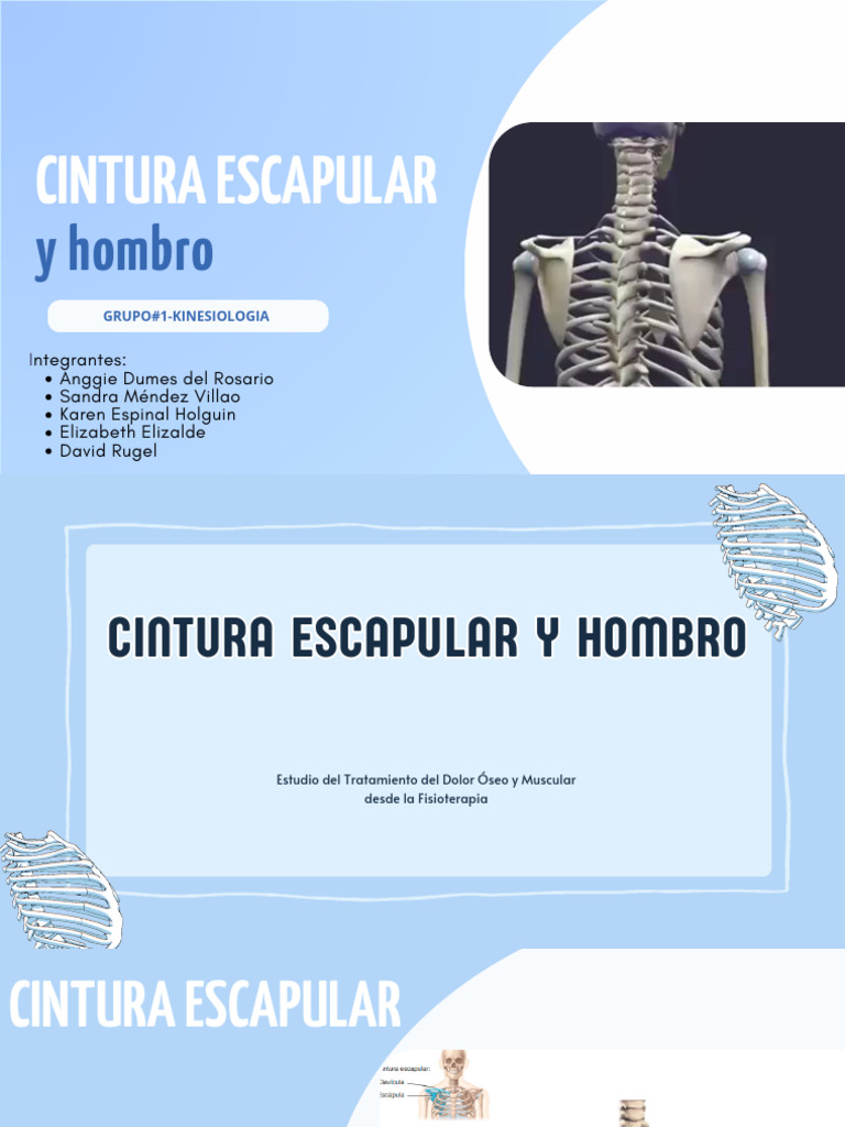 Cintura Escapular y Hombro | PDF | Hombro | Extremidades (anatomía)
