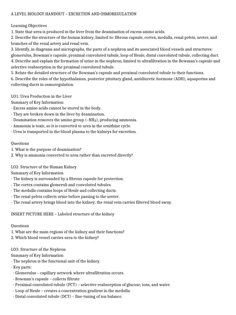 A Level Biology: Kidney Function & Osmoregulation | PDF | Kidney ...