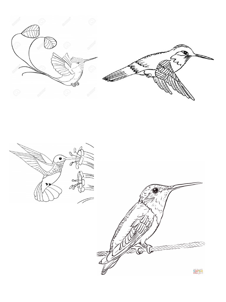 Colibri | PDF