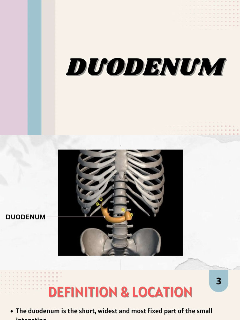 Anatomy of Duodenum | PDF