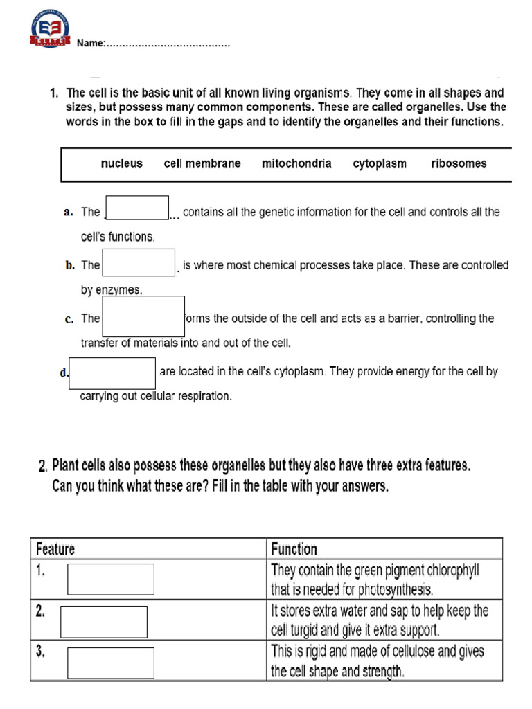 Cell Organelles and Cellular Transport HW MODEL ANSWER | PDF