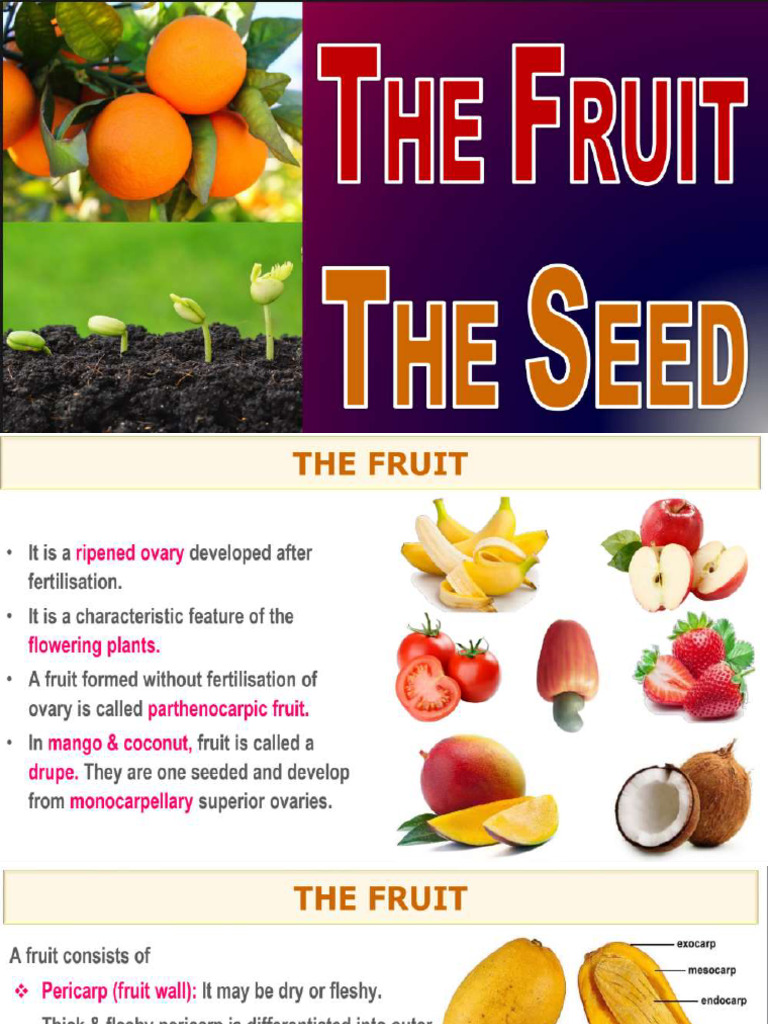 Fruit Seed Family | PDF