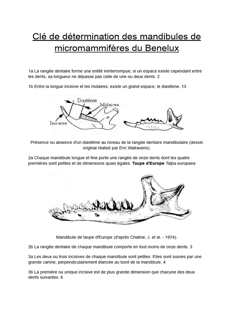 Identification des mandibules de micromammifères | PDF | Rat | Dent