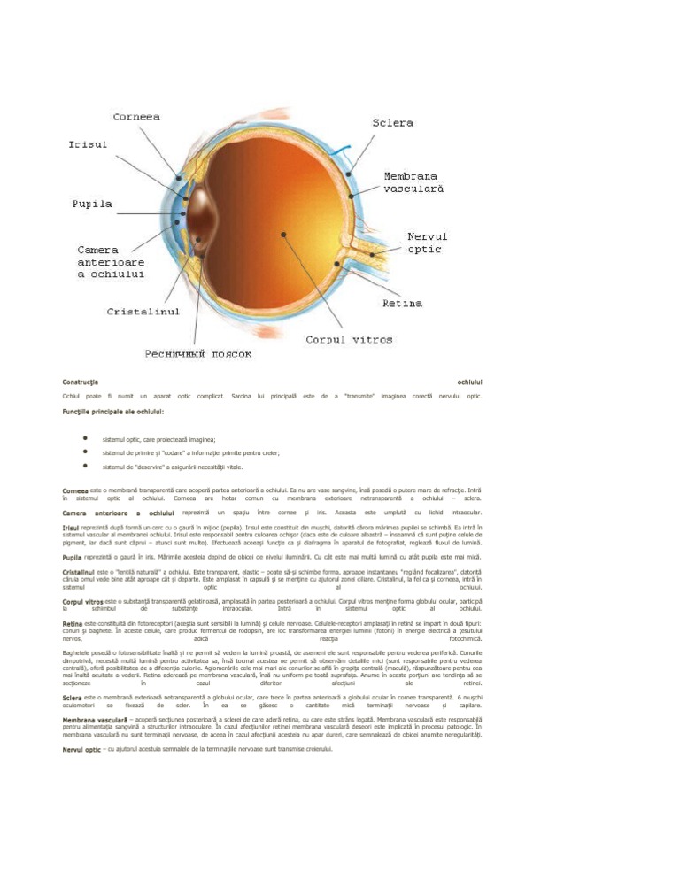 Anatomia Ochiului | PDF