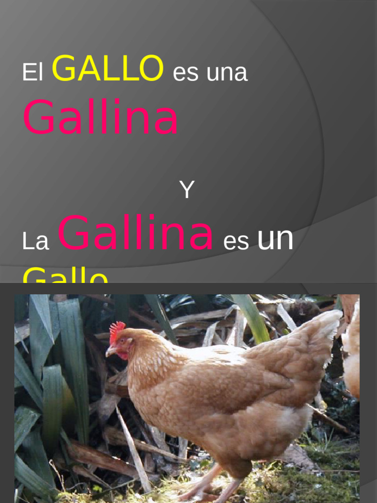 Gallo Gallina | PDF