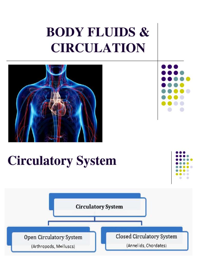 Body Fluids and Circulatory System Overview | PDF | Heart | Atrium (Heart)