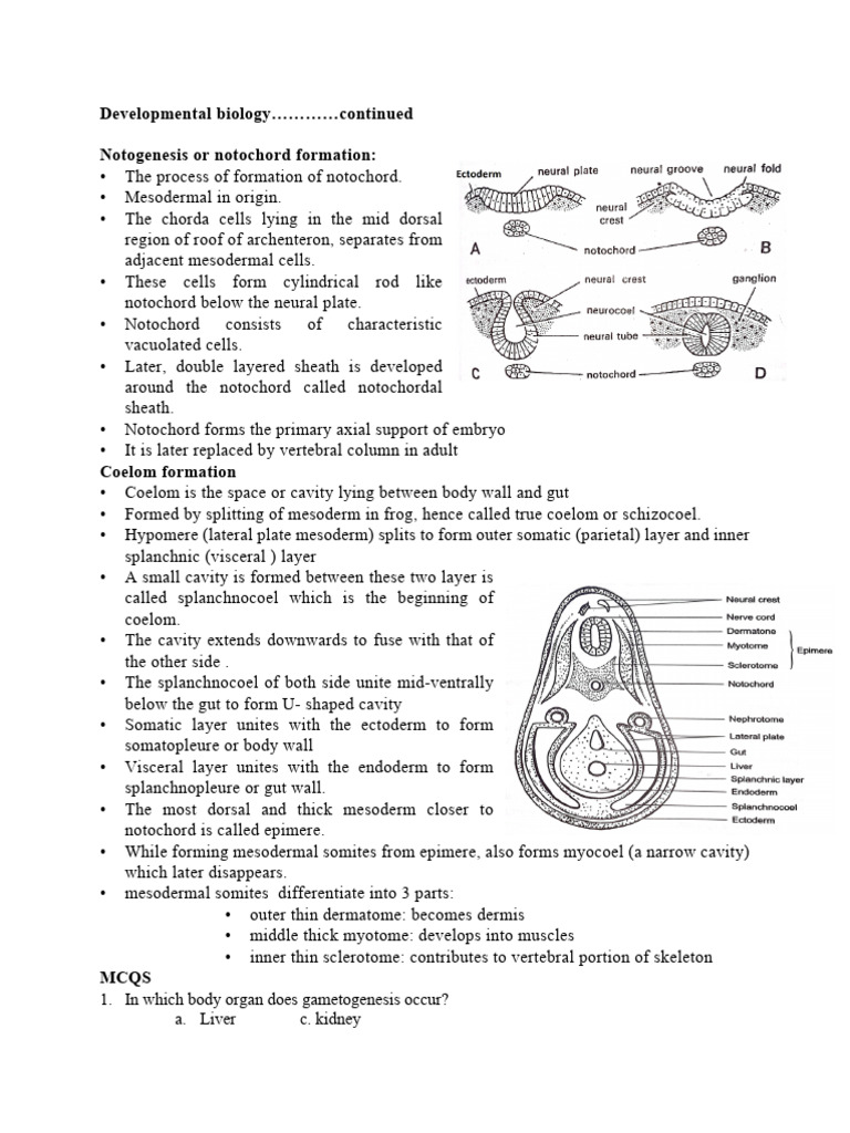 Circulatory System Note | PDF | Heart Valve | Atrium (Heart)